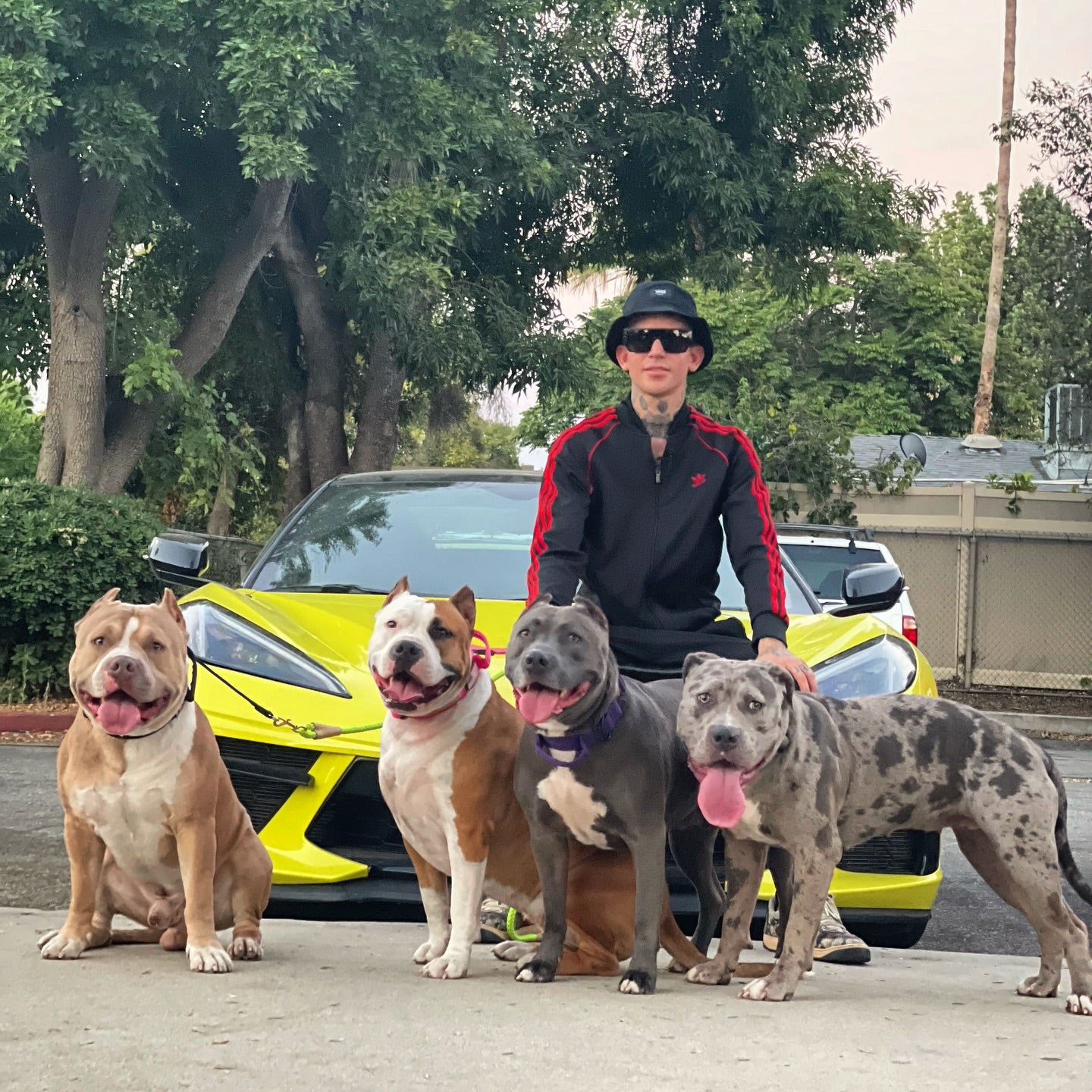 Online Training – The Dog Daddy