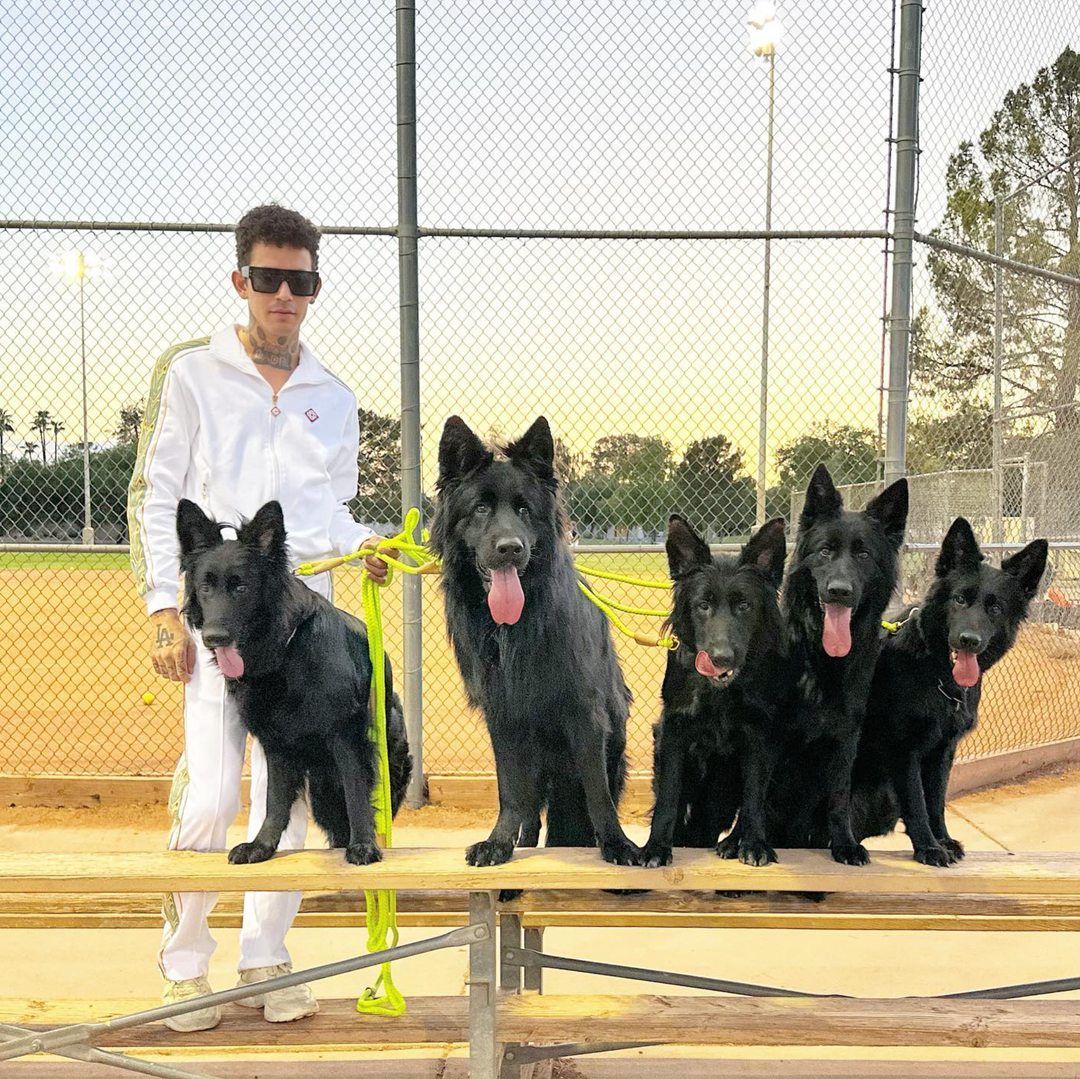 The Dog Daddy - Your Favorite Dog Trainer